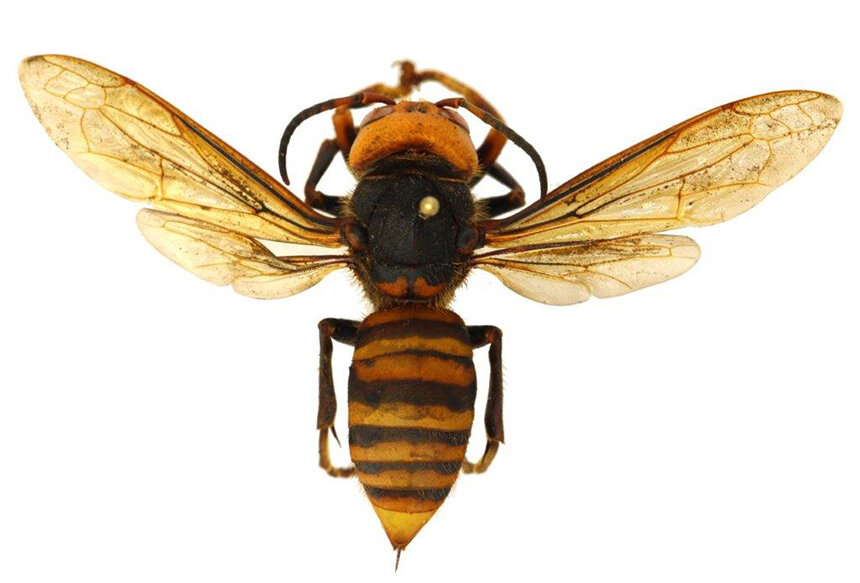 Rhode Island Need Not Worry About ‘Murder Hornets’ - ecoRI News