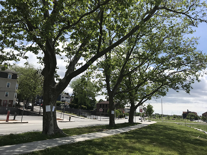 Trio of Healthy Mature Providence Trees On Chopping Block - ecoRI News