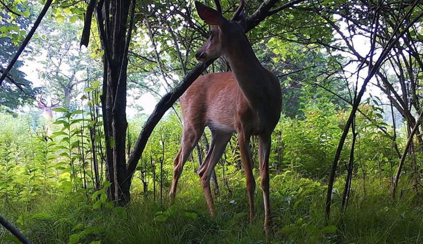 Help Spot Deer to Determine Rhode Island's Herd Size - ecoRI News