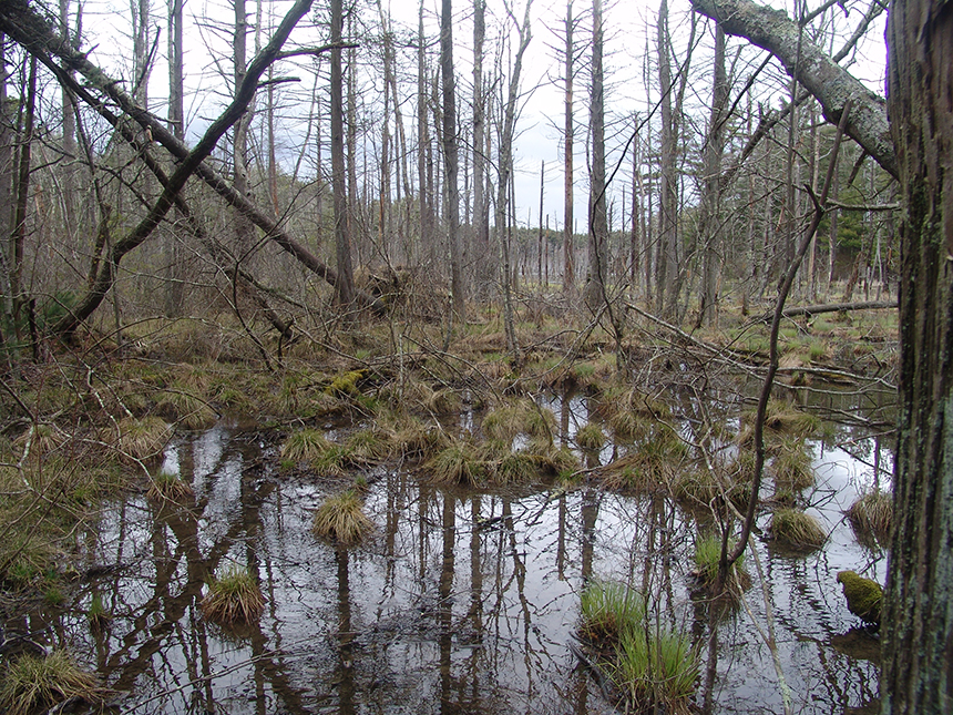 Proposed Changes to R.I. Wetland Buffers Cause Agita - ecoRI News