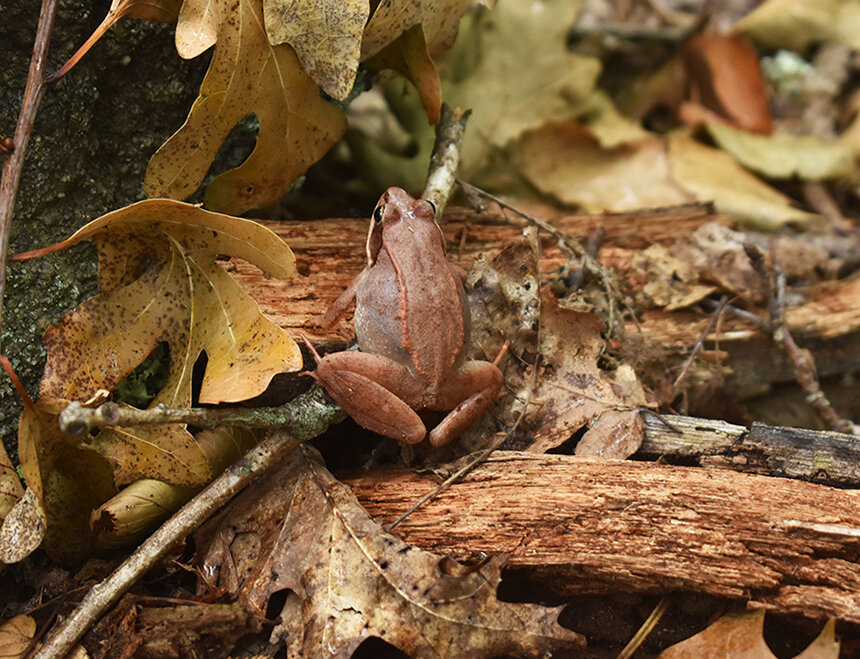 Winterized Frogs About to Thaw Out and Get to Work - ecoRI News