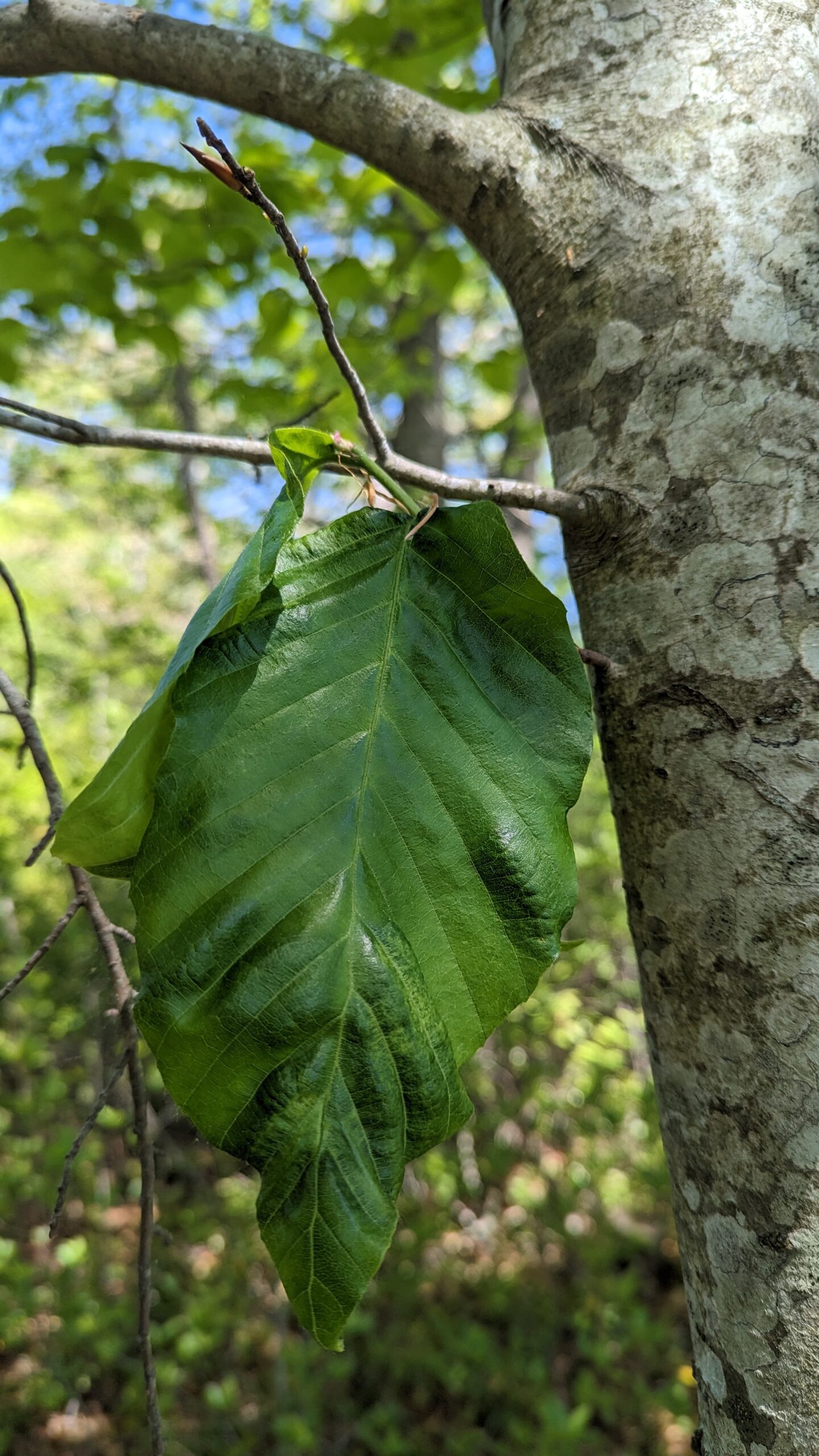 Another Bleak Chapter: Beech Leaf Disease and the Woe of Local Forests ...