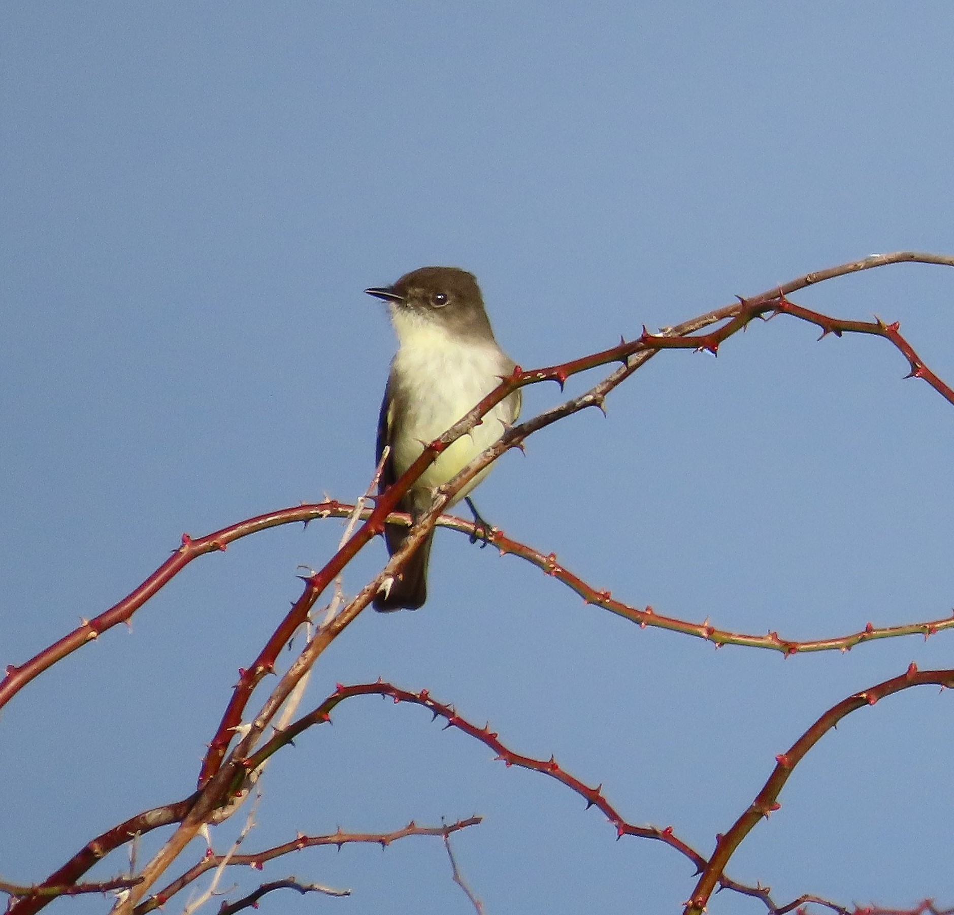 Study of Block Island's Migrating Songbirds Finds Some Positive News ...