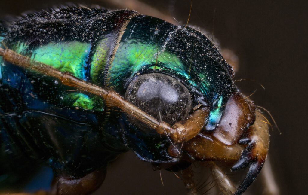 Beetle Mania: On the Hunt for Tiny Tigers - ecoRI News