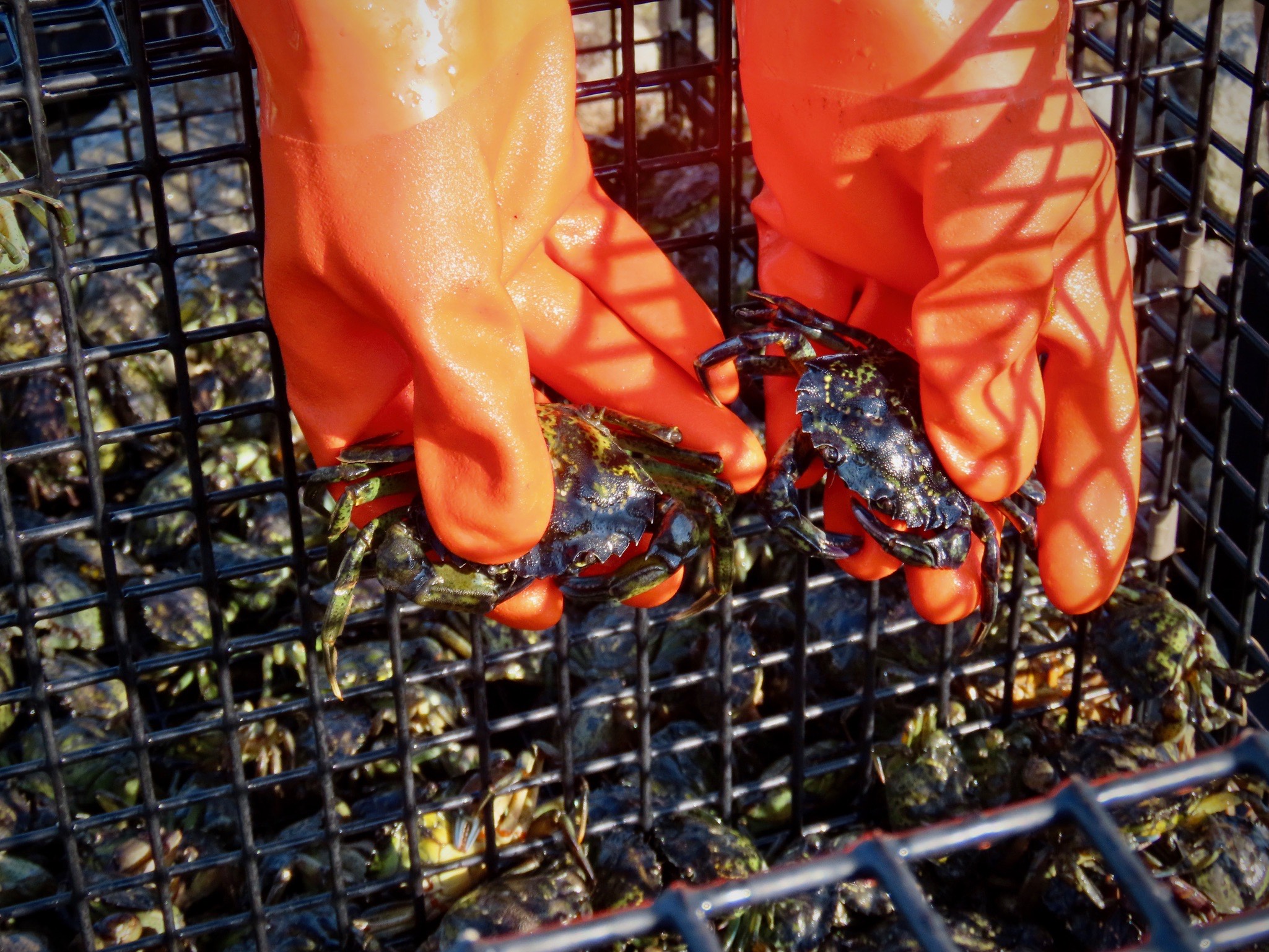 Turning the Tide on Green Crabs: How Teen Fishers and Chefs Reshaped ...