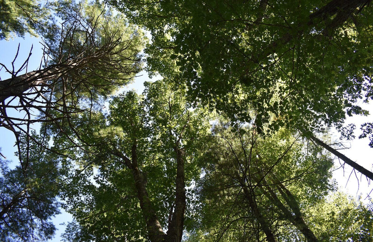 In Search of Clear-Cut Answers in Forest of Uncertainty - ecoRI News