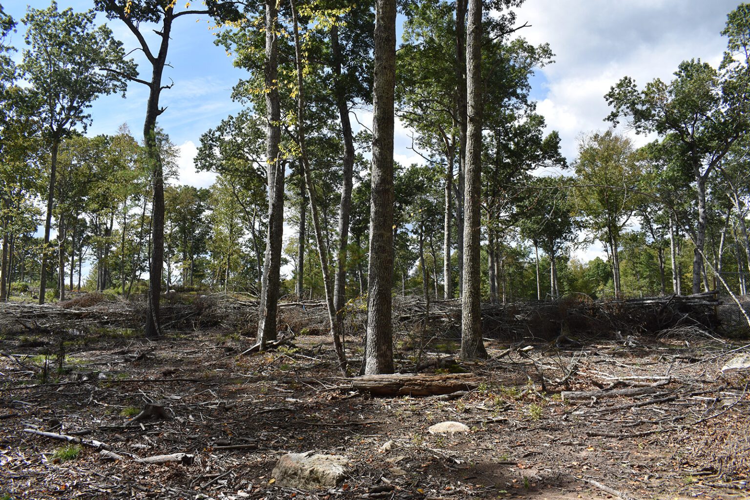 In Search of Clear-Cut Answers in Forest of Uncertainty - ecoRI News