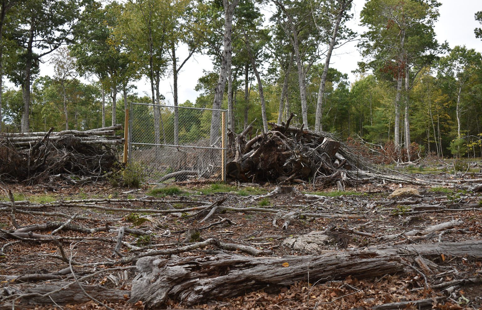 In Search of Clear-Cut Answers in Forest of Uncertainty - ecoRI News