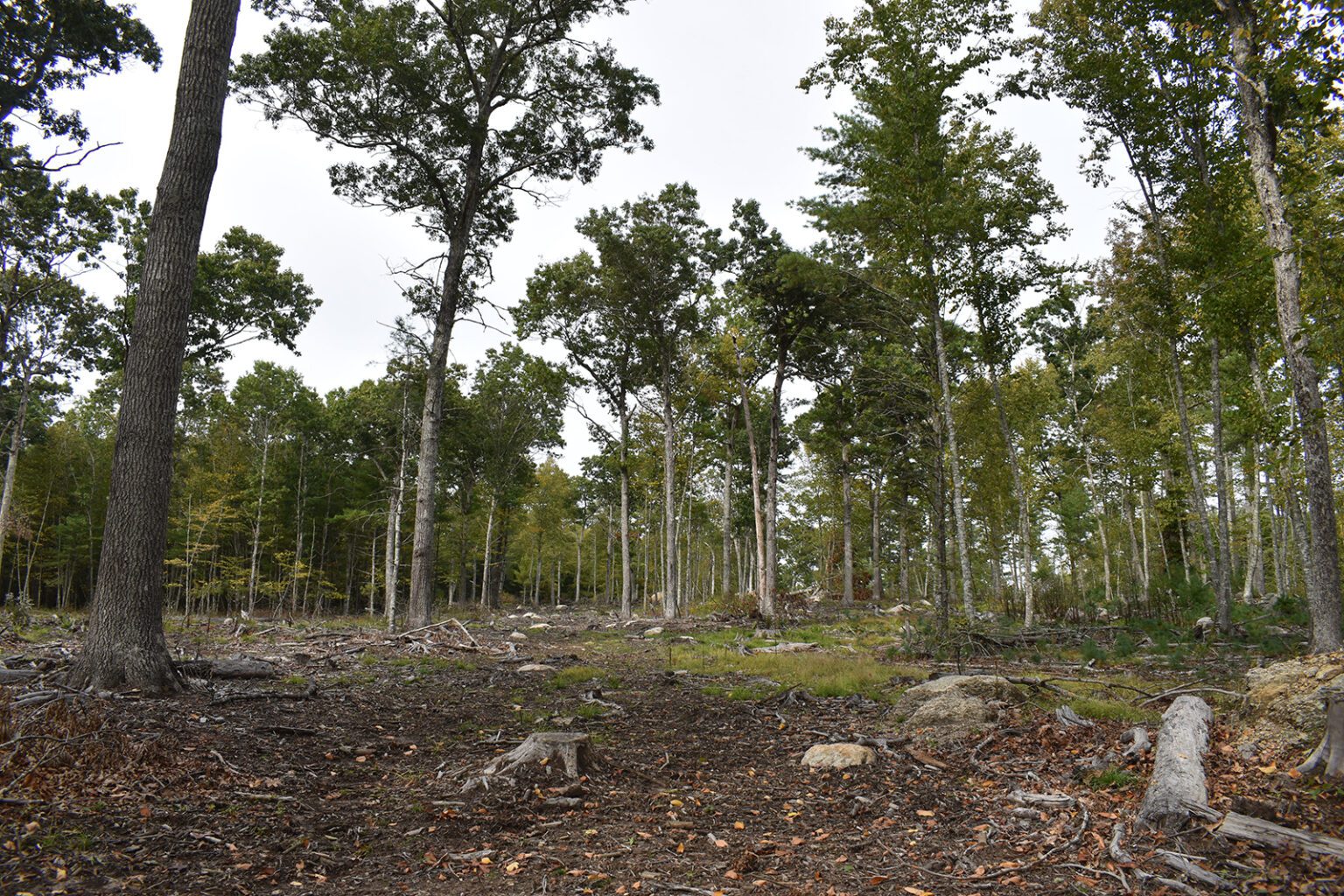 In Search of Clear-Cut Answers in Forest of Uncertainty - ecoRI News